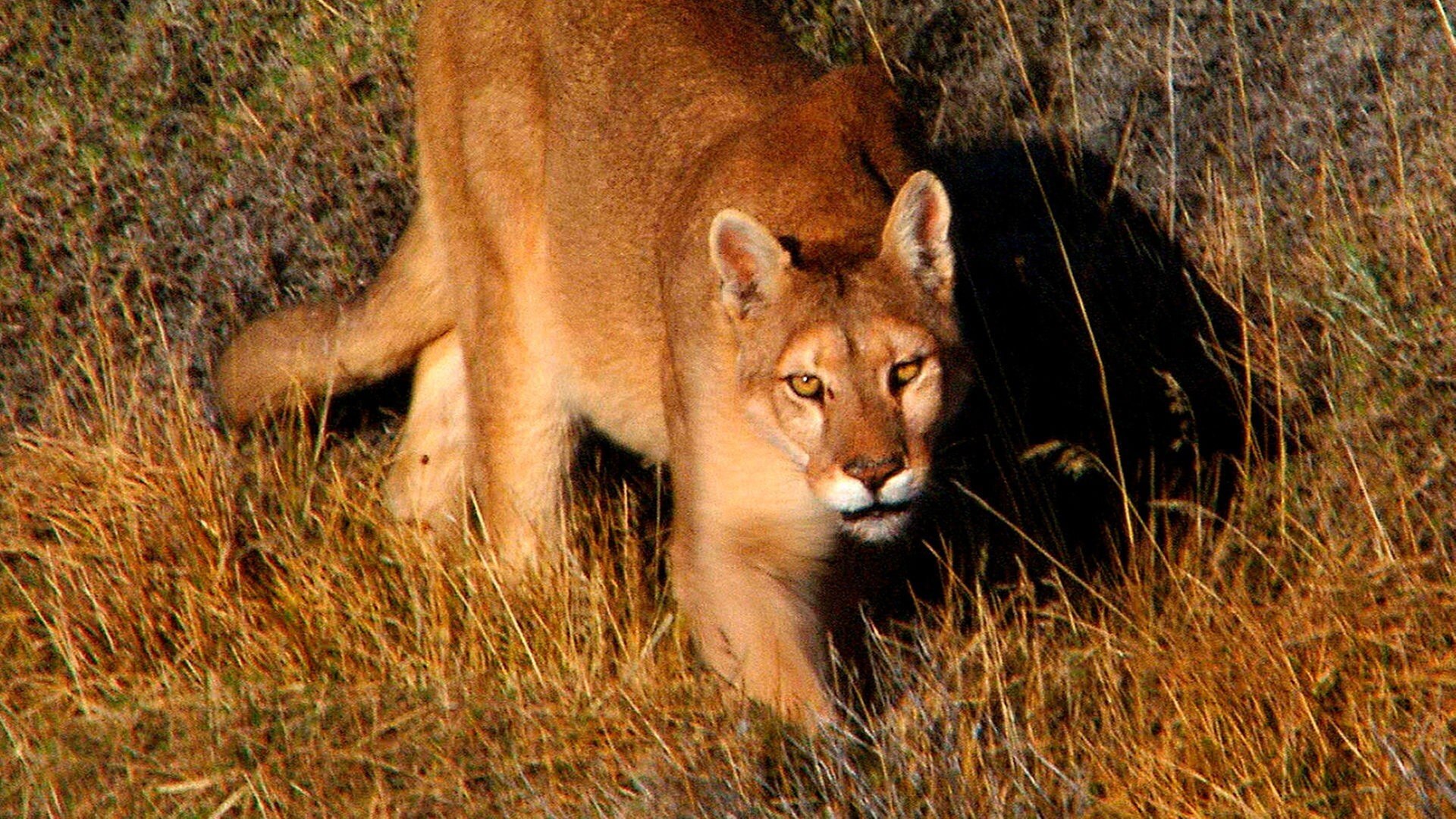 Expeditionen ins Tierreich: Jäger der Anden - Der Puma | ARD Mediathek