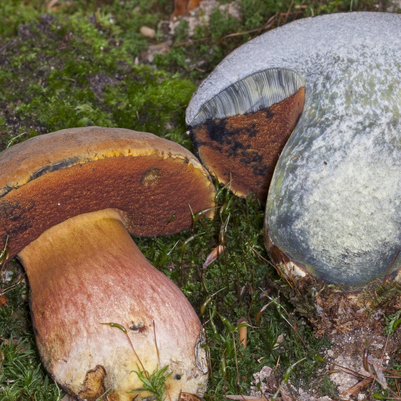 Matinee · Benjamin Haag: die Welt der Pilze · Podcast in der ARD Audiothek