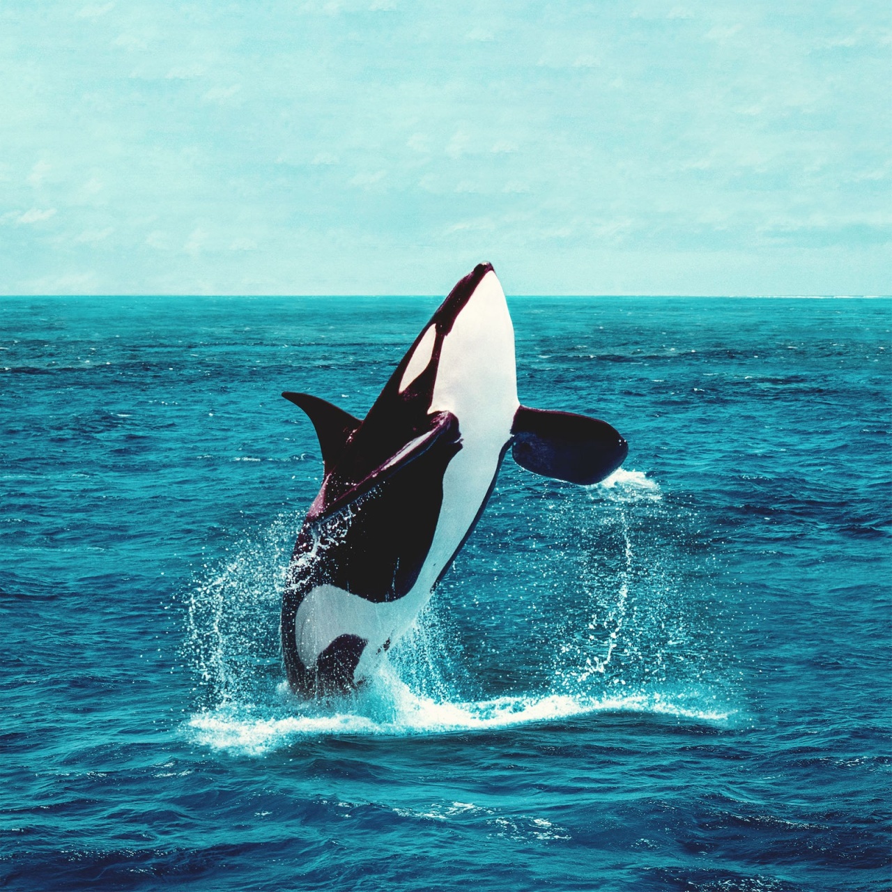 Wie die Tiere · Tiere im Film | Von Weißen Haien, Orcas und Affen im ... Wie die Tiere · Tiere im Film | Von Weißen Haien, Orcas und Affen im ...