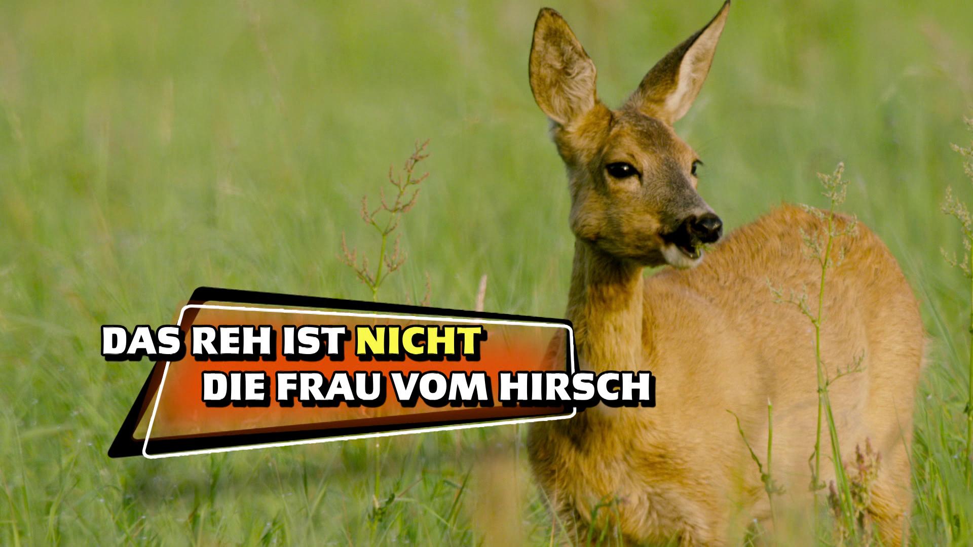 Planet Schule: Das Reh ist nicht die Frau vom Hirsch · Das kleine 1x1 ...