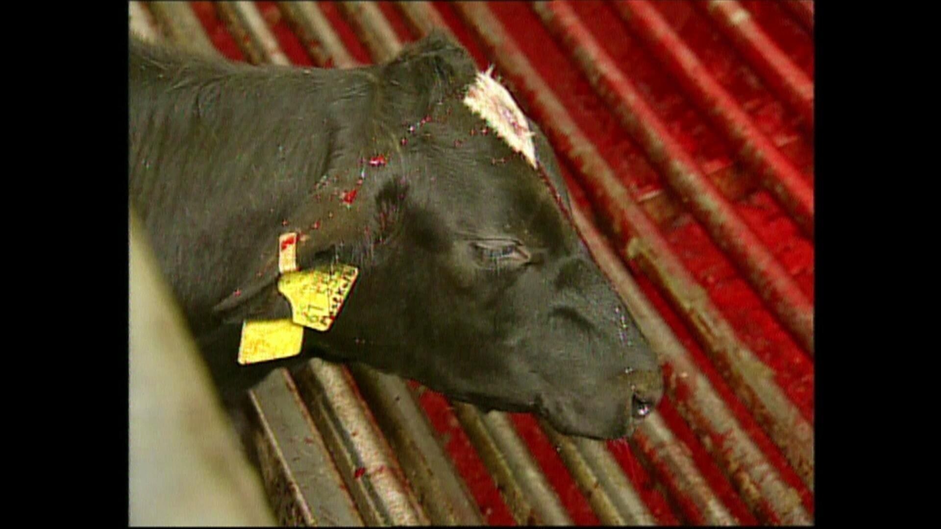 Panorama: Horror in Schlachthöfen: Tierquälerei wegen EU-Vorschriften ...