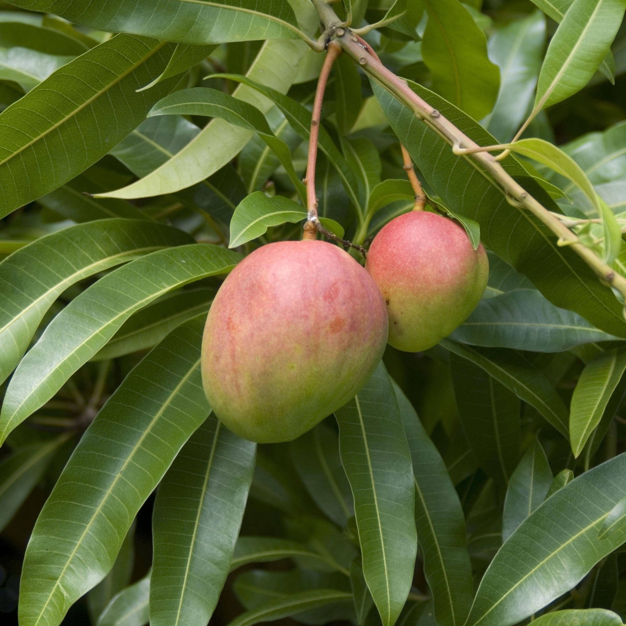 SWR Umweltnews · Earth Day: Klimawandel im Südsudan - Wenn die Mango ...