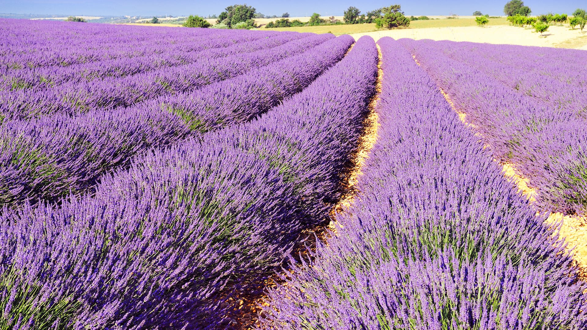 Traumziele: Die Provence - Frankreichs leuchtender Süden | ARD Mediathek