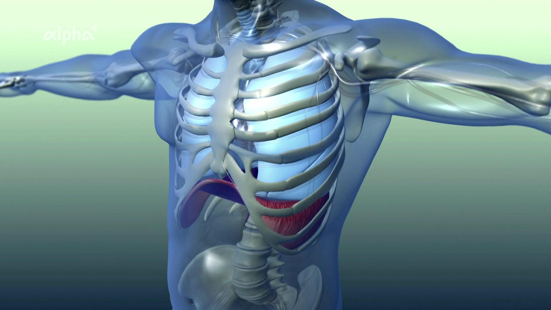 alpha Lernen | Biologie: Atemmechanik | ARD Mediathek