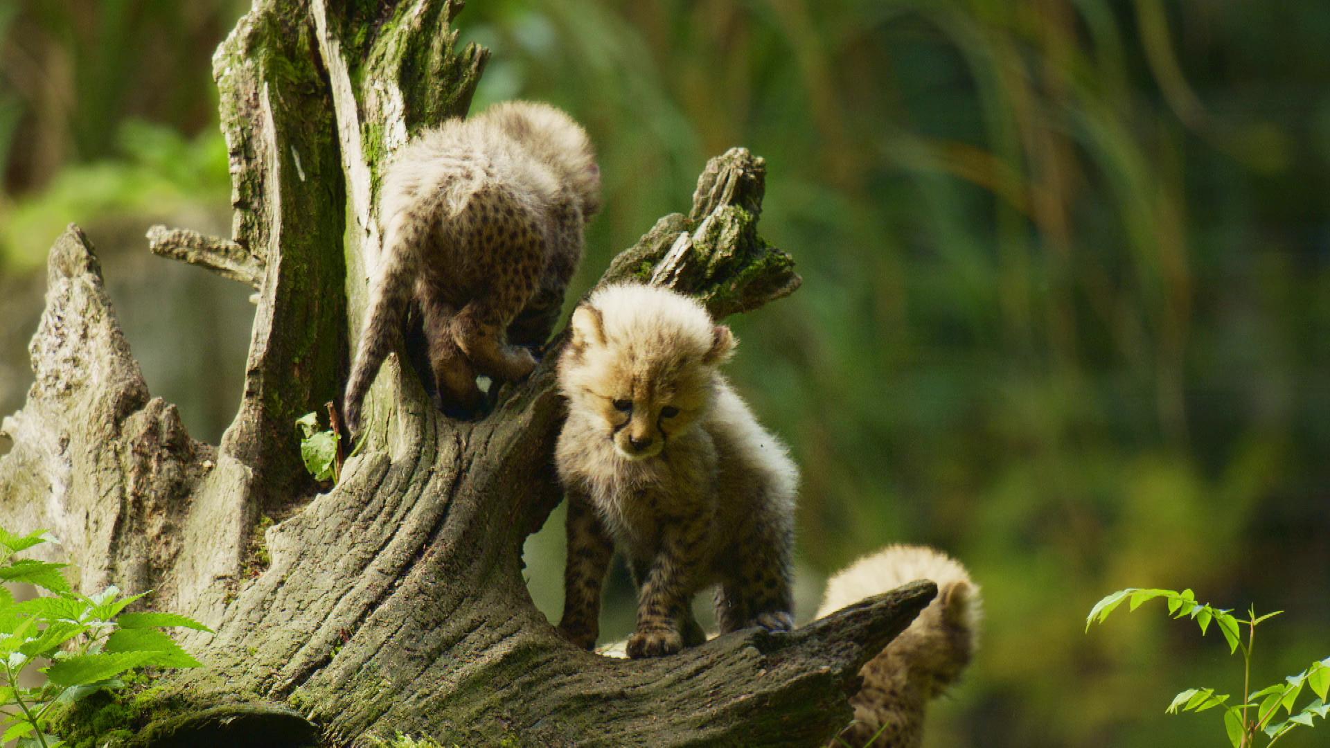 Planet Schule: So wachsen Tierkinder auf · Tiere im Zoo | ARD Mediathek