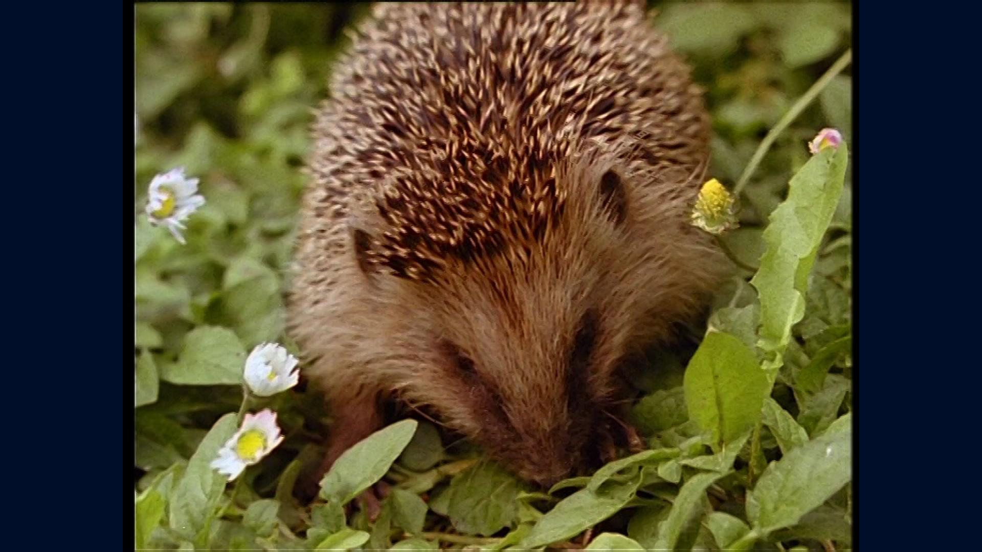 Planet Schule: Der Igel · Tiere und Pflanzen | ARD Mediathek