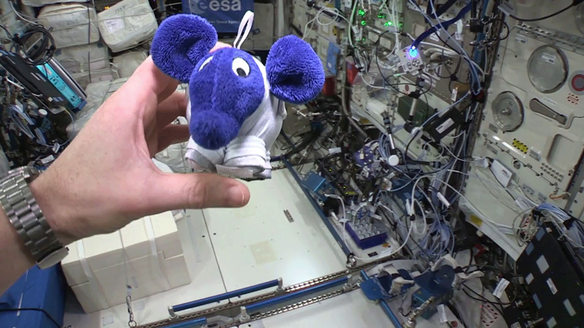 Der Elefant: Mit einem echten Astronauten im Weltraum | ARD Mediathek