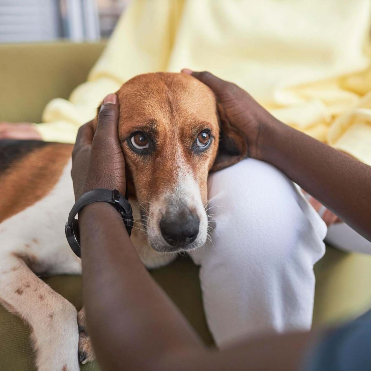 Hörspiel Pool · "Ein Tier ist auch ein Mensch" von Barbara Bronnen und ...