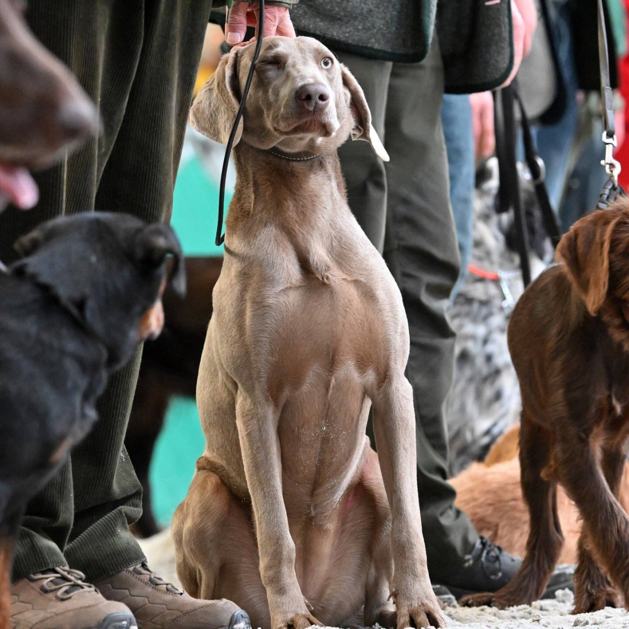 SWR3 Comedy · Kienzle und das Hundewissen · Podcast in der ARD Audiothek