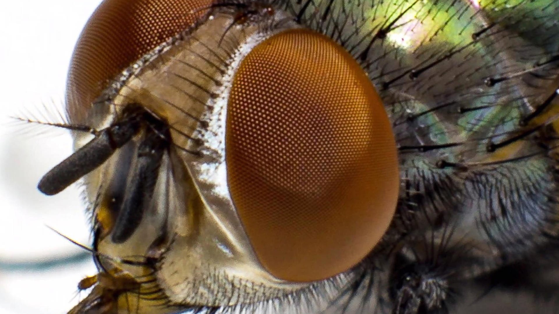 natürlich!: So faszinierend ist das Facettenauge der Fleischfliege ...