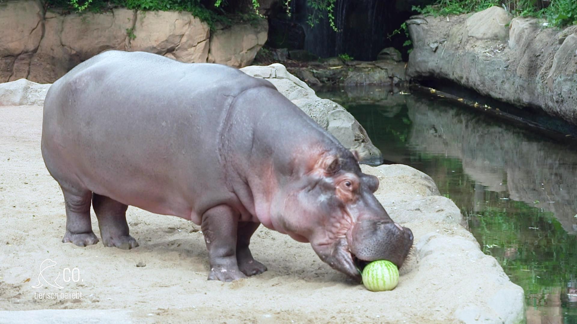 Seelöwe & Co. - tierisch beliebt: Pinguine im Futterrausch | ARD Mediathek