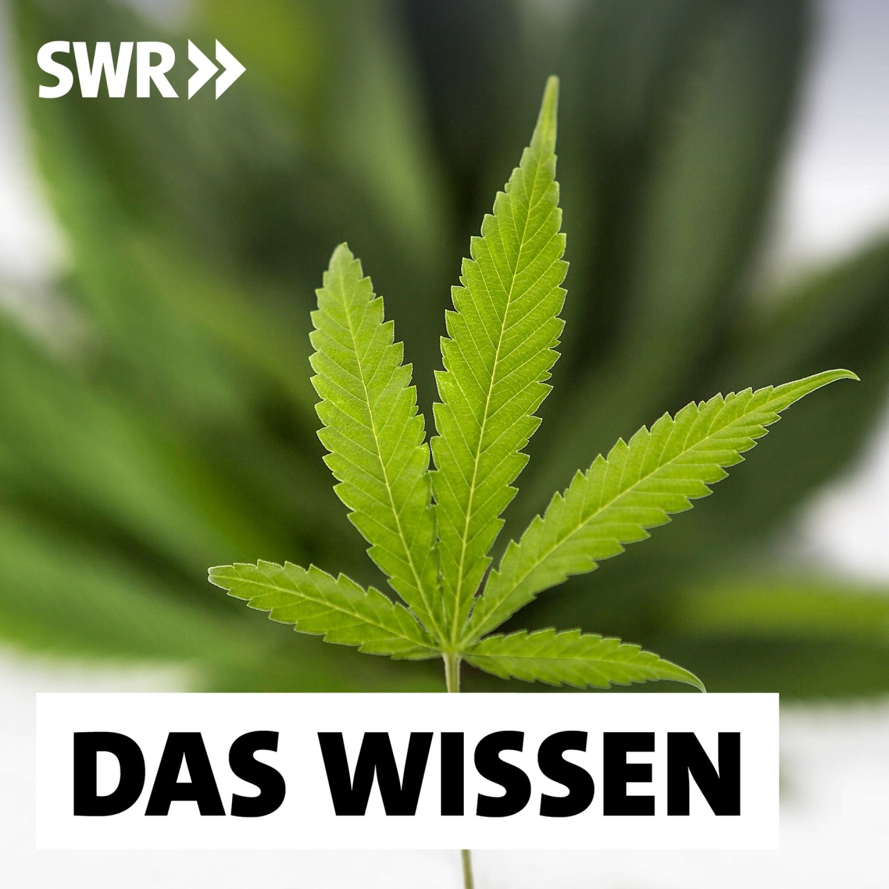 Das Wissen · Hanf - Die klimafreundliche Kulturpflanze · Podcast in der ...