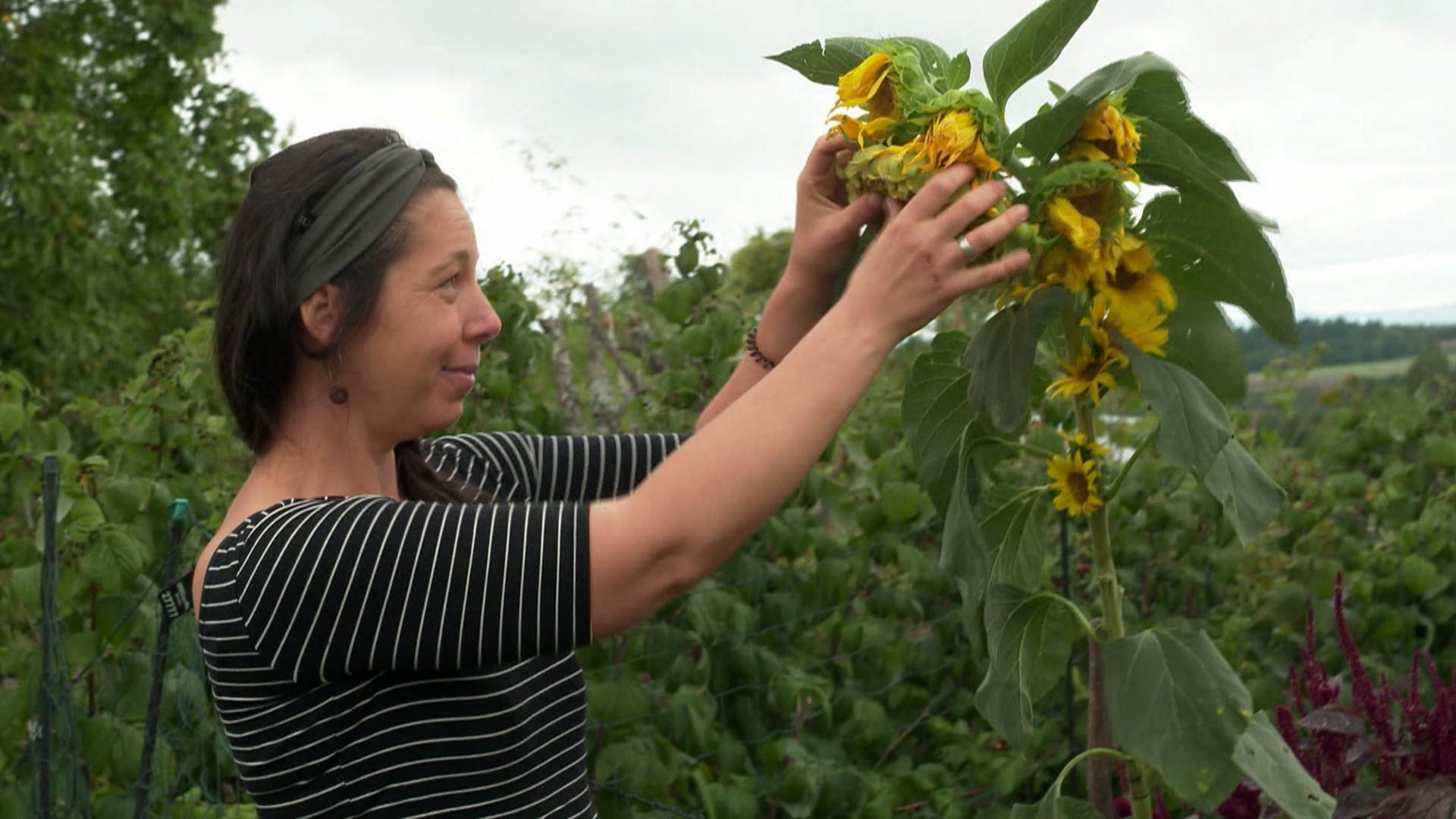 natürlich!: Im Garten von Wildpflanzenexpertin Maria Salomé Hoffmann ...