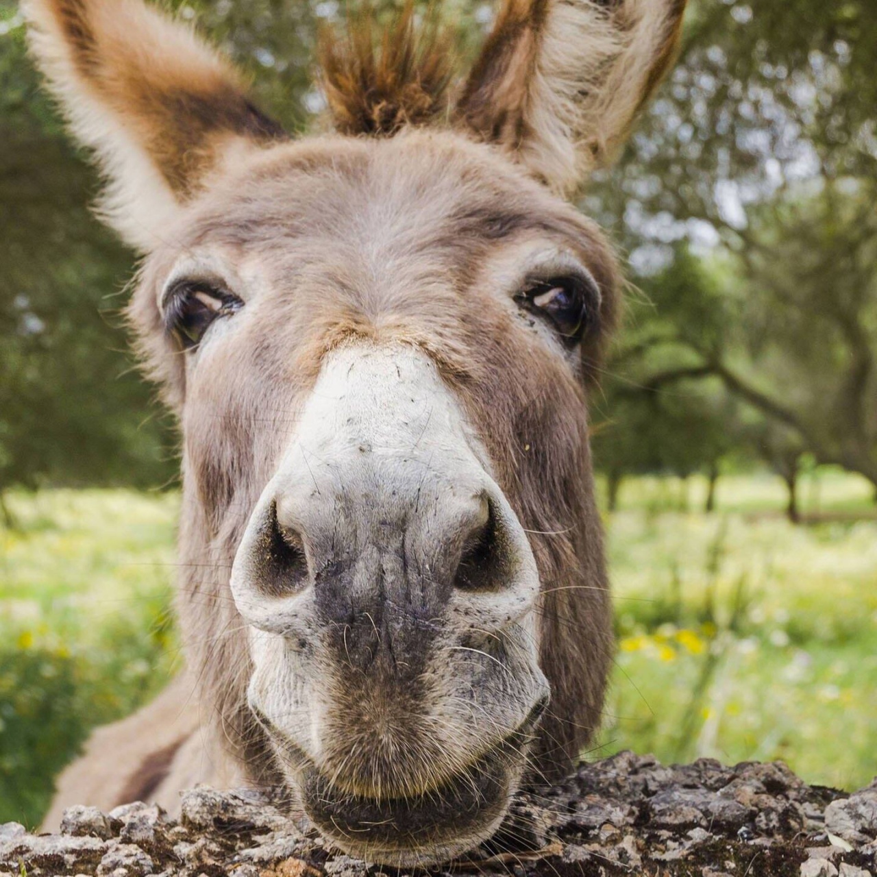 SWR3 Comedy · Die Tierdocs: Esel lacht nicht mehr · Podcast in der ARD ...