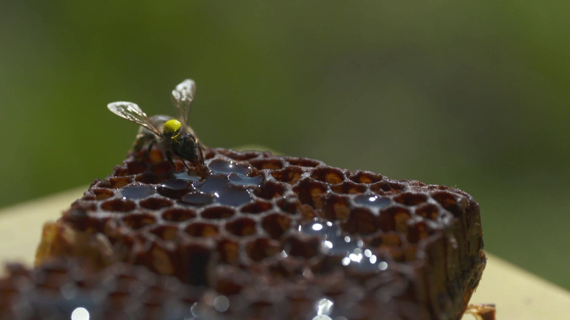 natürlich!: Sensation: Wilde Honigbienen im Wald entdeckt | ARD Mediathek