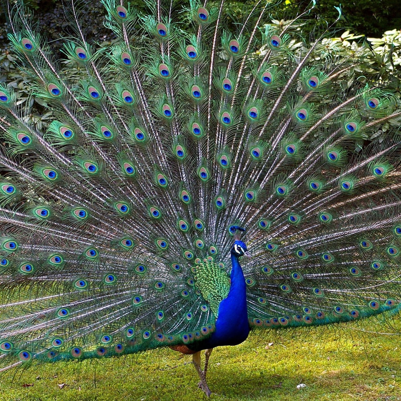 Matinee · Michael Eick: der Pfau und sein Federn-Fächer · Podcast in ...