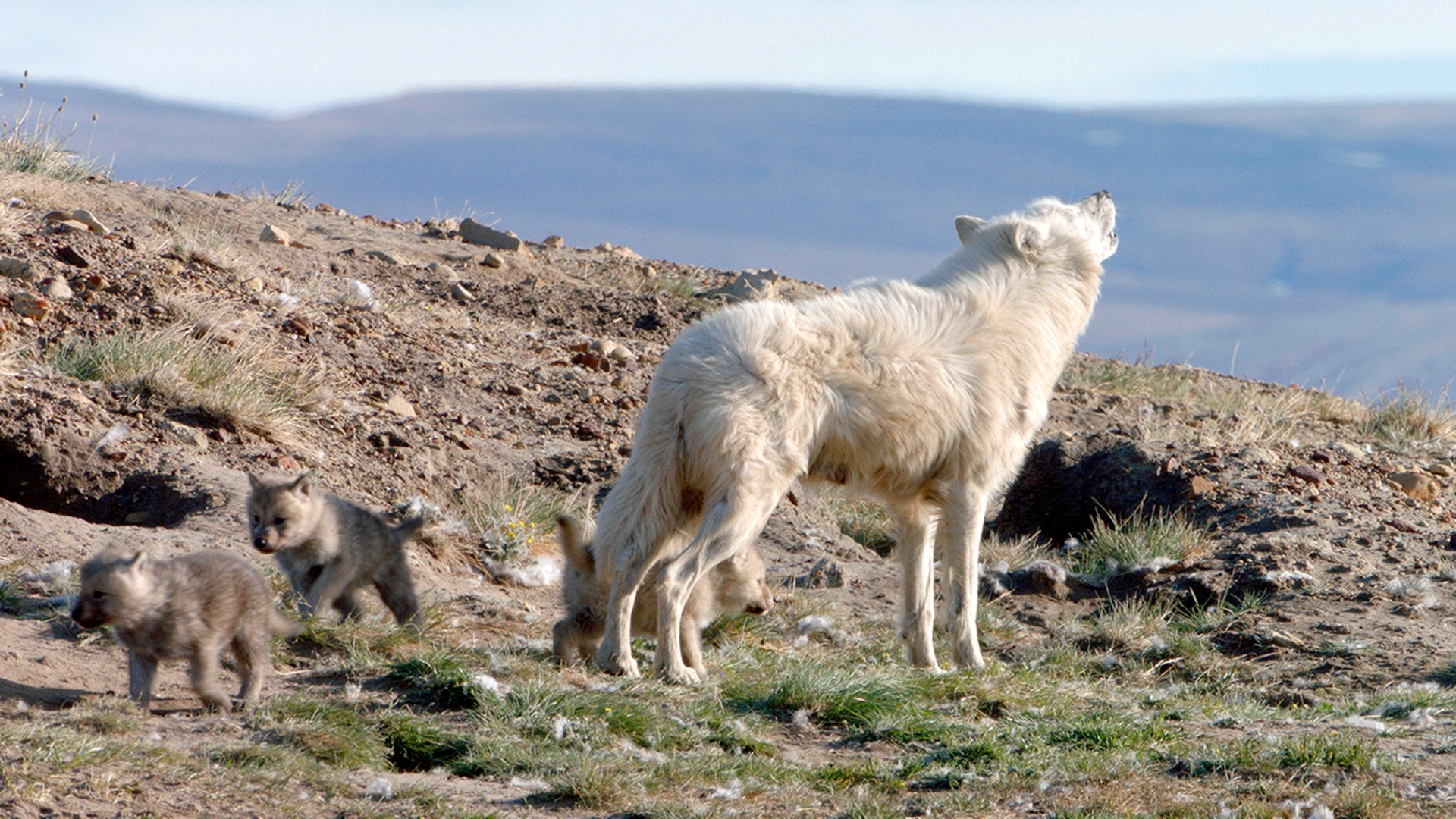 Expeditionen ins Tierreich: Polarwölfe - Überleben in Kanadas Arktis (1 ...