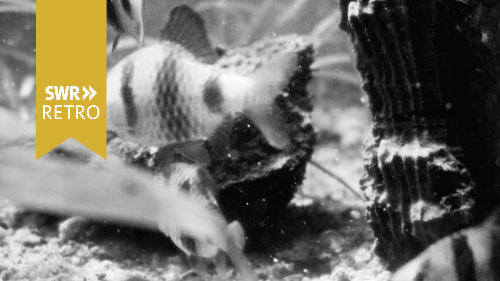 SWR Retro – Abendschau: Alb-Aquarium in Ebingen | ARD Mediathek