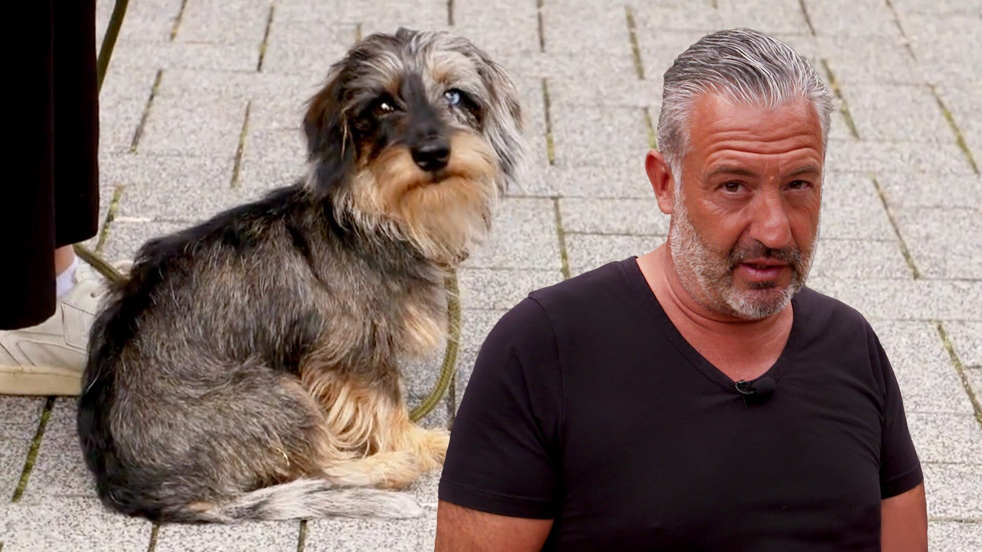 Hunde verstehen!: Hunde in der Pubertät: So lernen sie gutes Benehmen ...