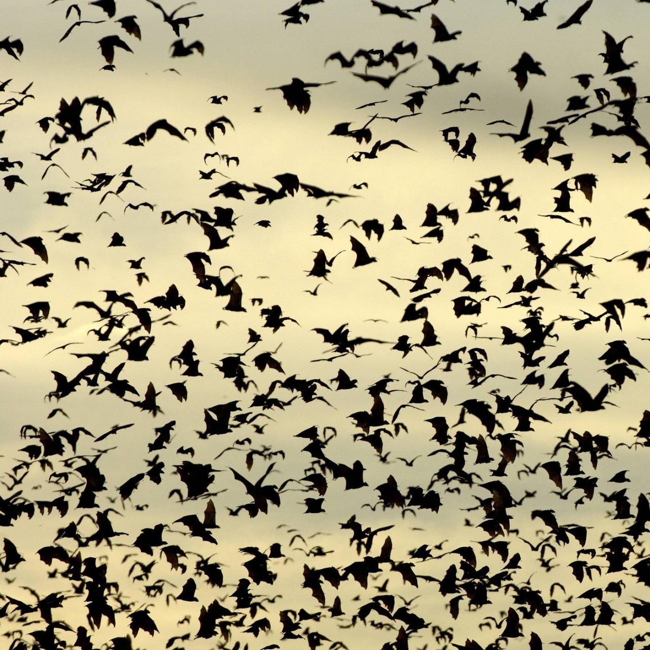 WDR 3 Kulturfeature · Infrasound und Ultraschall - Erfahrungen jenseits ...