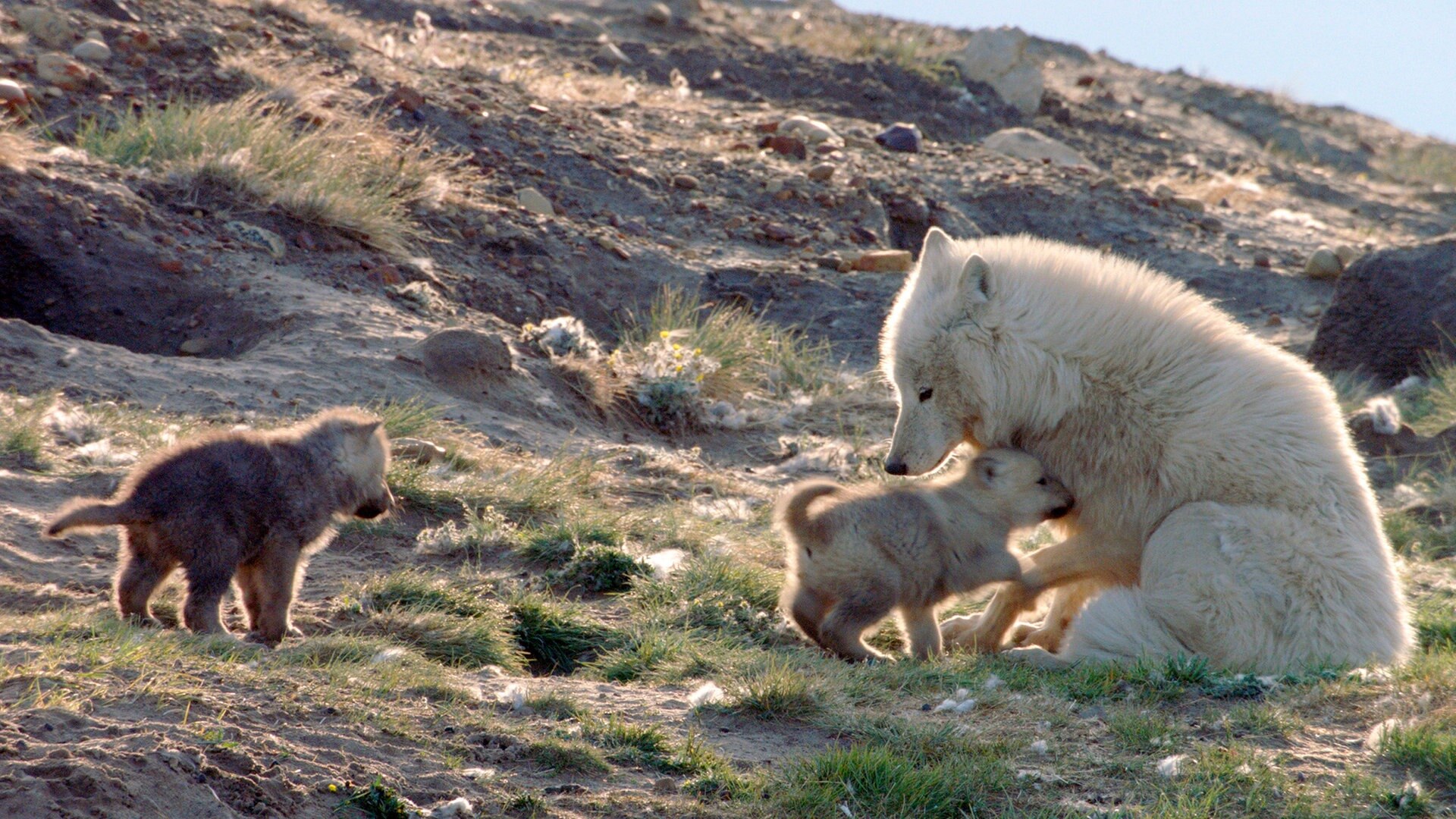 Expeditionen ins Tierreich: Polarwölfe - Familienbande (2/3) | ARD ...