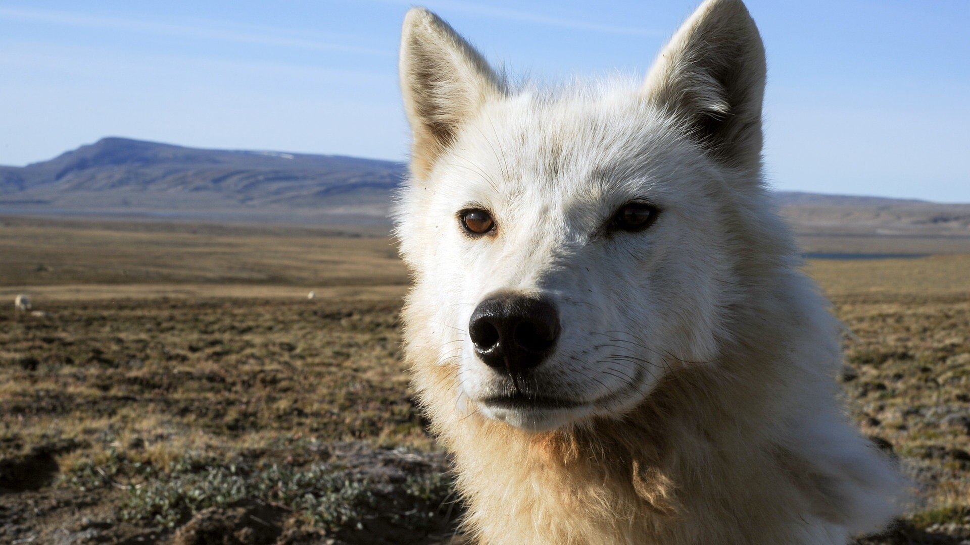 Expeditionen ins Tierreich: Polarwölfe - Das Abenteuer (3/3) | ARD ...