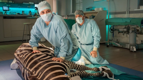 Sendung Verpasst | Tierärztin Dr. Mertens, Geschichten aus dem Zoo auf ARD Sendung Verpasst | Tierärztin Dr. Mertens, Geschichten aus dem Zoo auf ARD