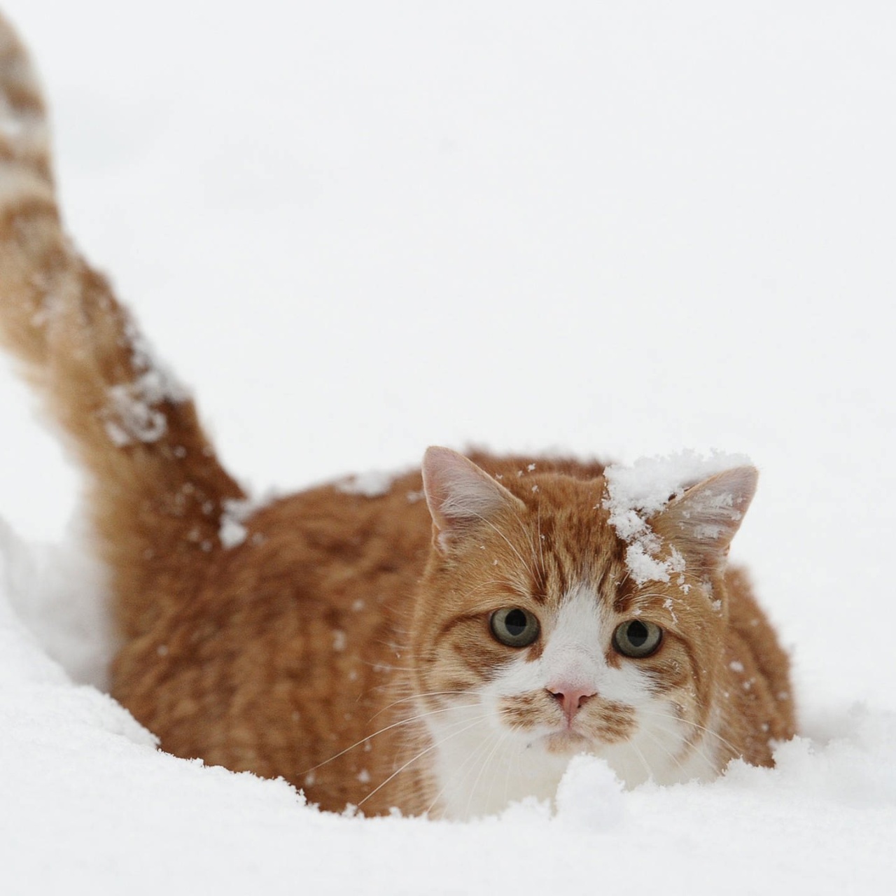 SWR Aktuell im Gespräch · Tierschutzbund: Haustiere reagieren sehr ...