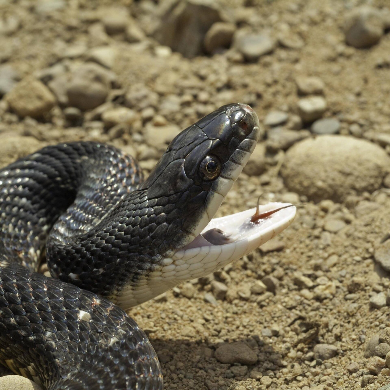 SWR3 Comedy · Die Tierdocs: Schlange redet immerzu · Podcast in der ARD Audiothek