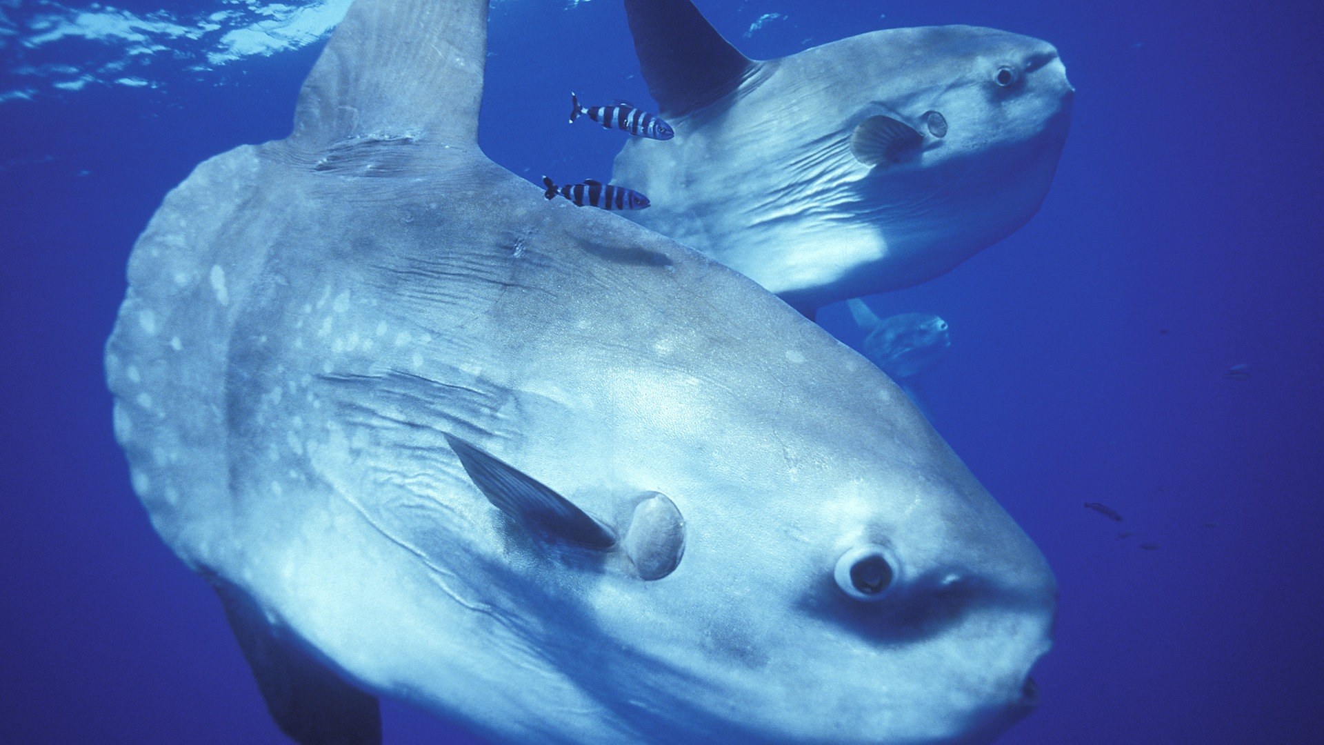 Expeditionen ins Tierreich: Mondfische - Rätselhafte Giganten | ARD ...