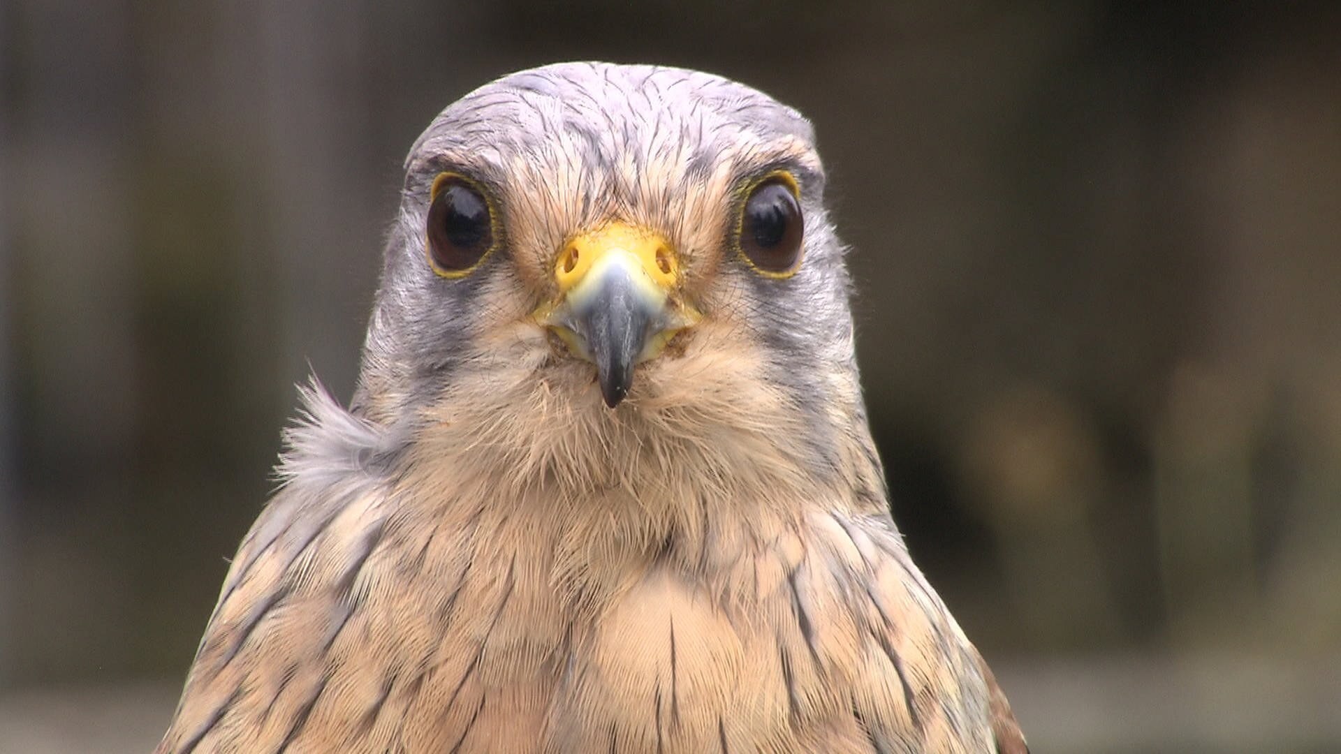 natürlich!: Der Falke | ARD Mediathek