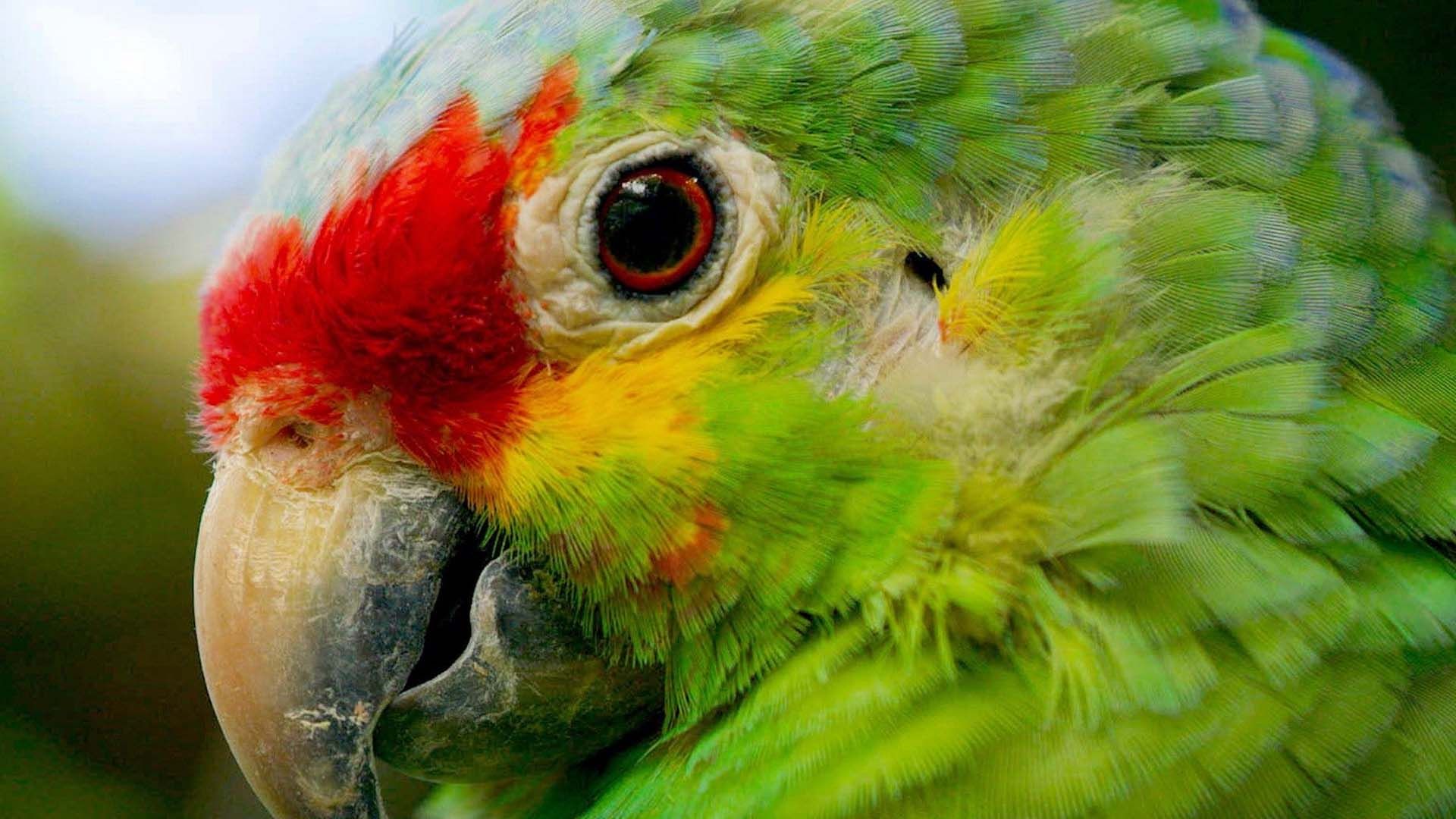 Costa Rica - Der Natur zur Seite stehen - Videos der Sendung | ARD ... Costa Rica - Der Natur zur Seite stehen - Videos der Sendung | ARD ...