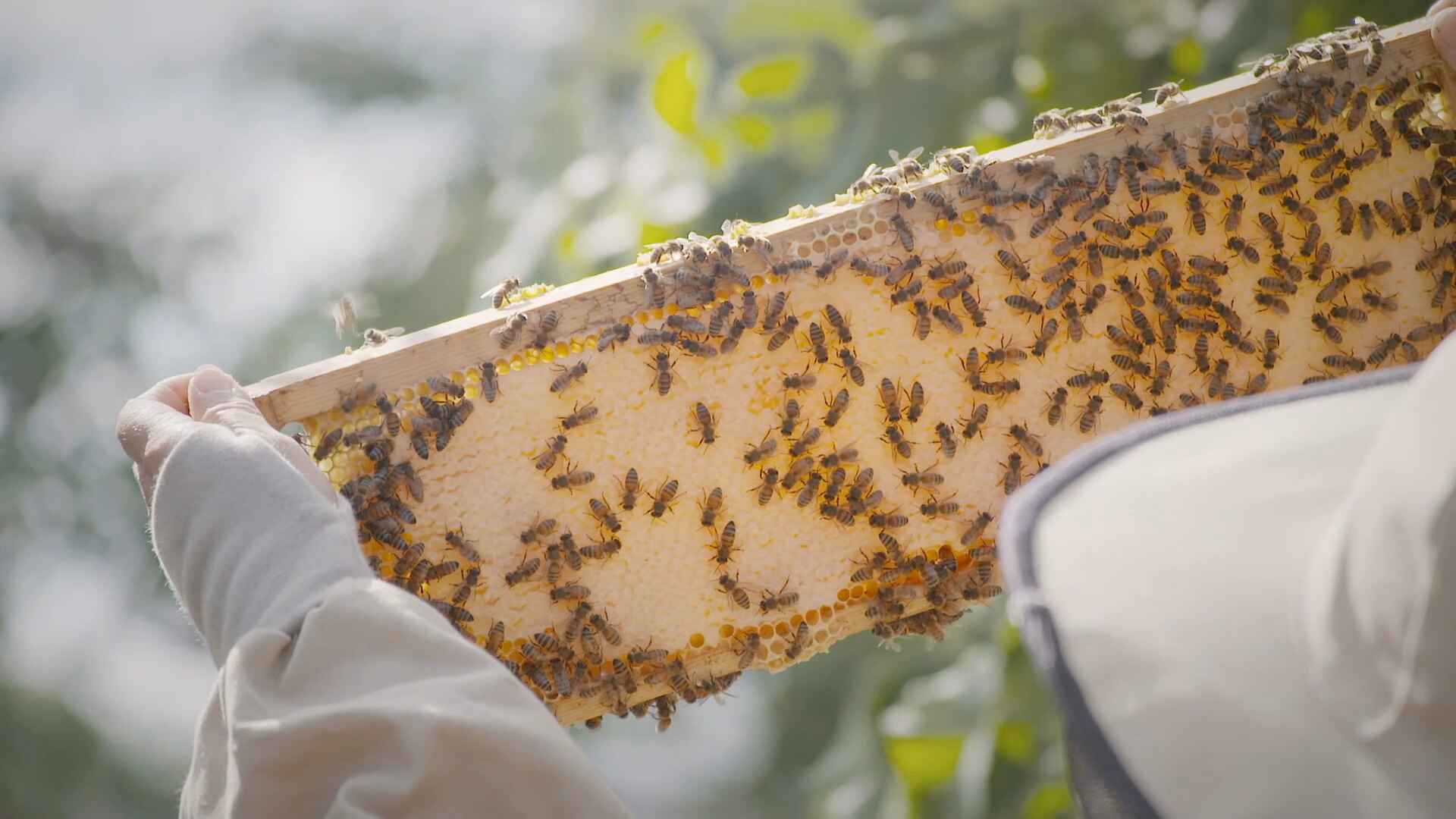 Handwerkskunst - Kinder-Edition: Honig machen | ARD Mediathek