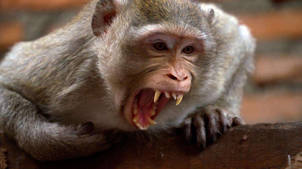 Weltspiegel: Die Affen sind los! Thailändische Stadt leidet unter ...