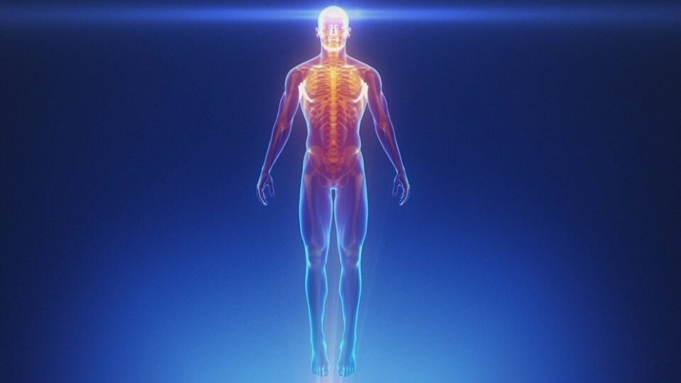 alpha Lernen | Biologie: Das Zusammenspiel von Muskeln, Sehnen, Bändern ...